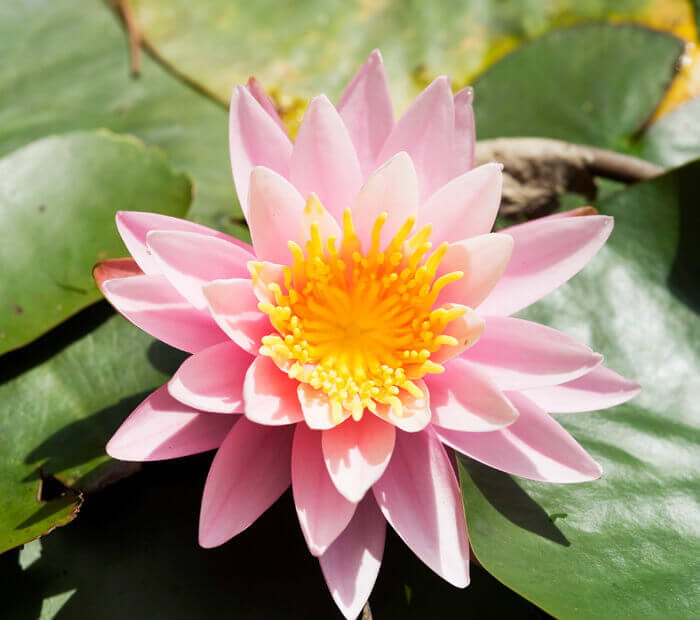 Palmdale Group on the Central Coast - Trusted Funeral Services