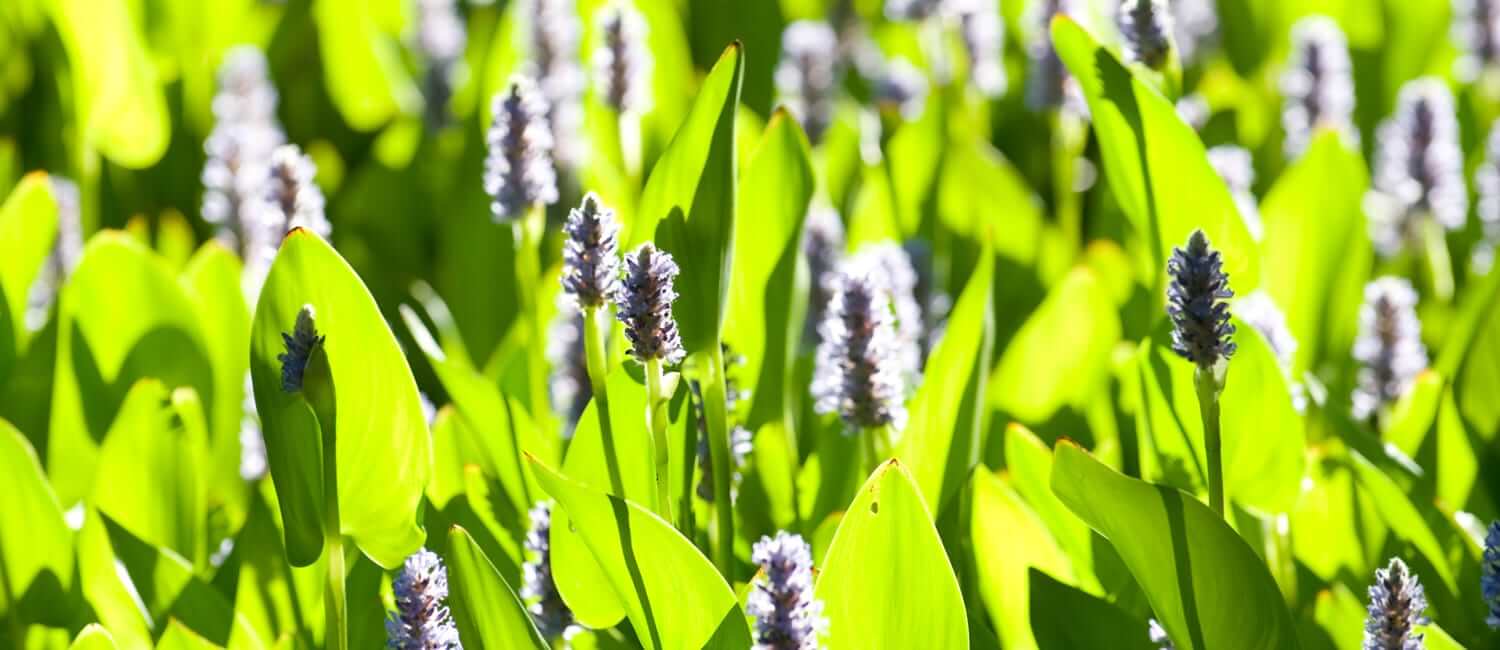 Greenway Scheduled Funerals - Palmdale Group on the Central Coast